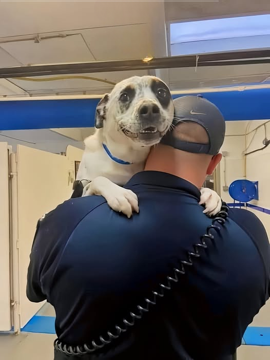 ️ From Abuse to Adored: Neo the Dog Finds a Forever Home After 450 Days ...