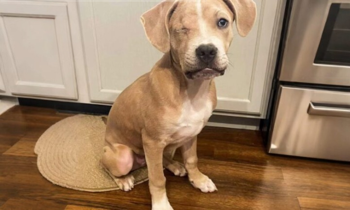 Hope: The Inspiring Journey of a Resilient One-Eyed Puppy – TeknoAMCA