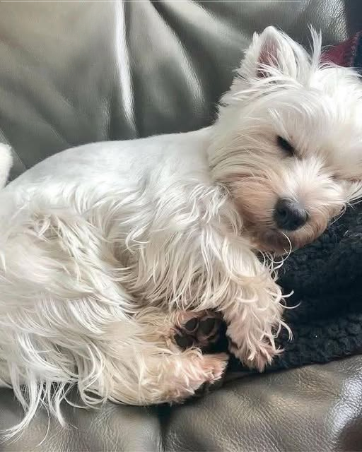 Saying Goodbye: A Tribute to Sweet Lina, A Dog Who Knew Only Love ...