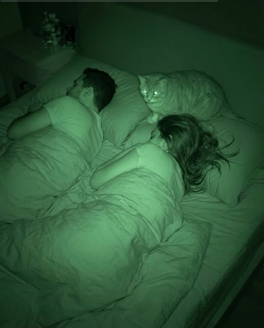 The Night Our Cat Showed Us Her Secret Role as the Household’s Sleep ...