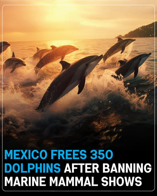 Mexico Releases 350 Dolphins Following Ban on Marine Mammal ...