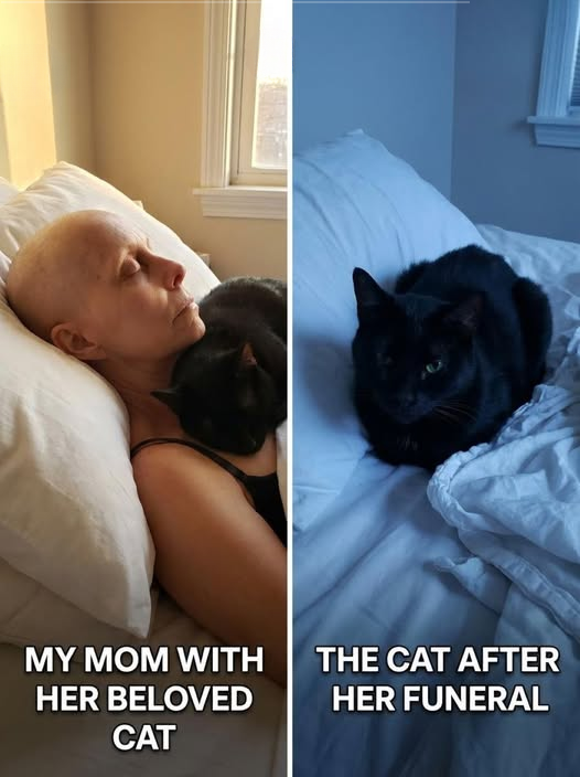 After Mom’s Funeral, Her Beloved Cat Disappeared — But What He Brought ...